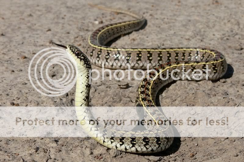 Ficha Tecnica : Liophis Anomalus | Fauna Exótica