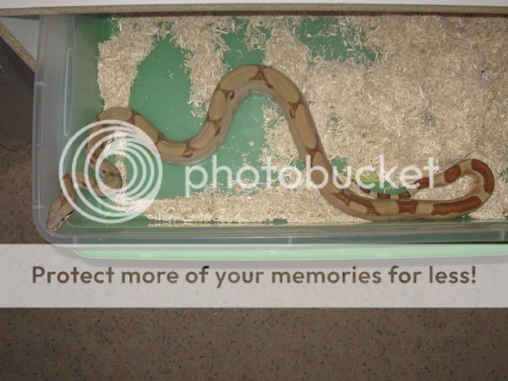 jungle genetics?? - RedTailBoas Ultimate Reptile Community