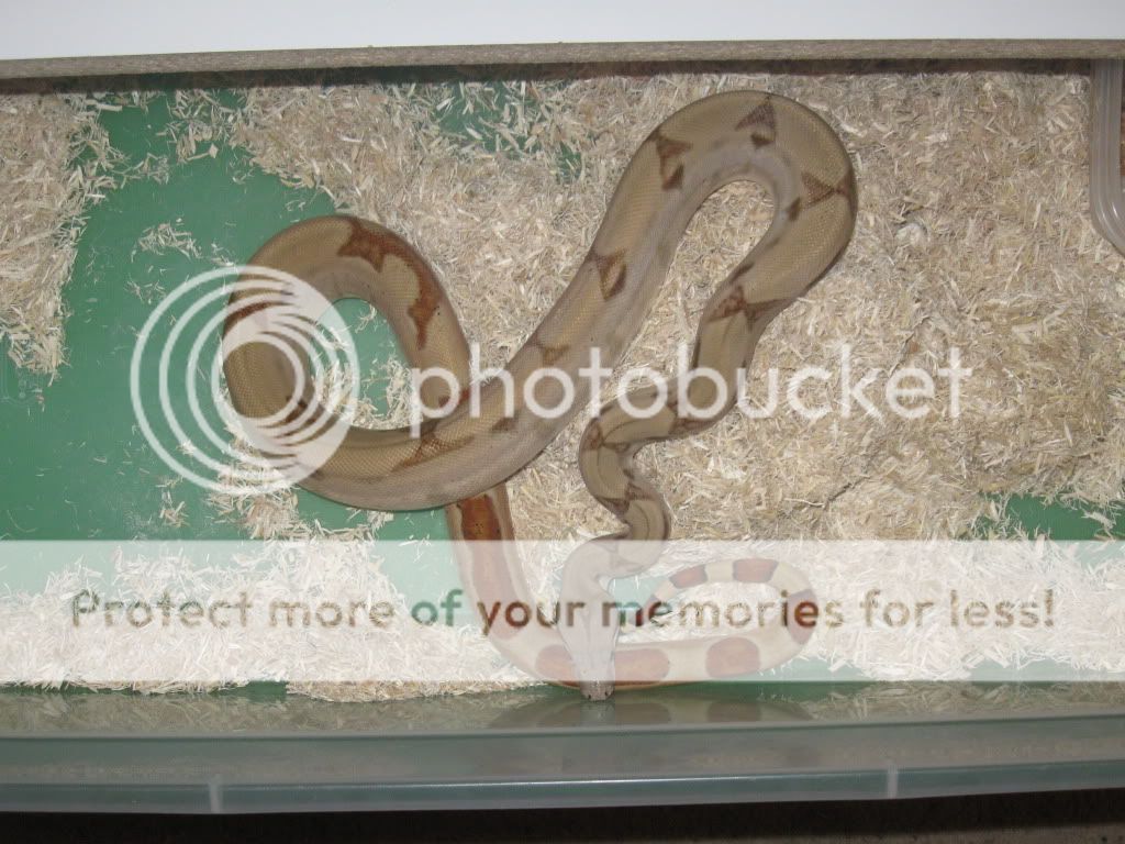 jungle genetics?? - RedTailBoas Ultimate Reptile Community